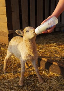 The Lesson of Peter’s Net – Navigating by Faith